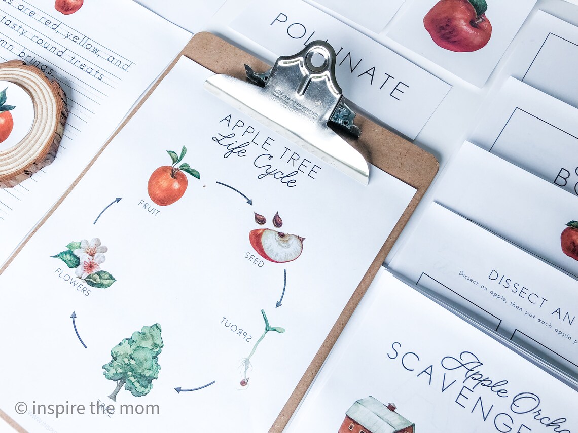 Apple Unit Study Apple Activities Prek 2nd Grade Fall - Etsy