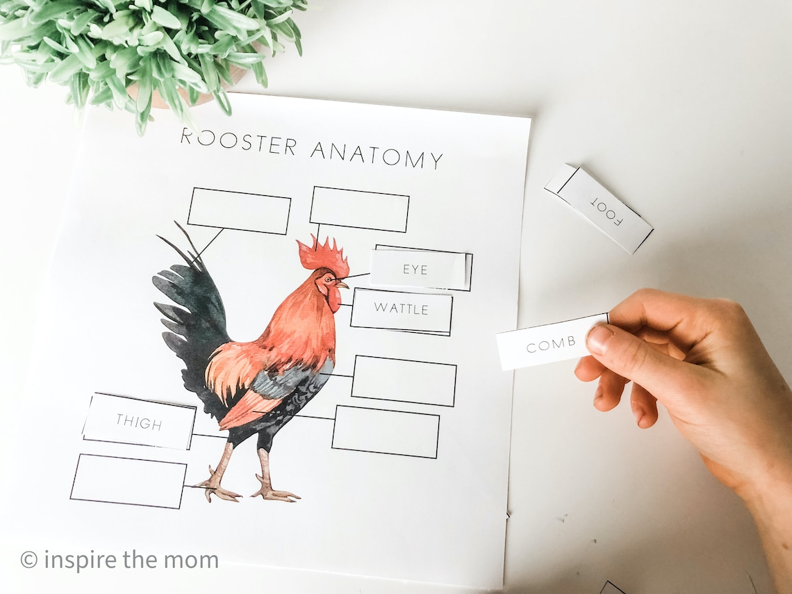 Farm Animals Unit Nature Study Prek-2nd Farm Activities - Etsy