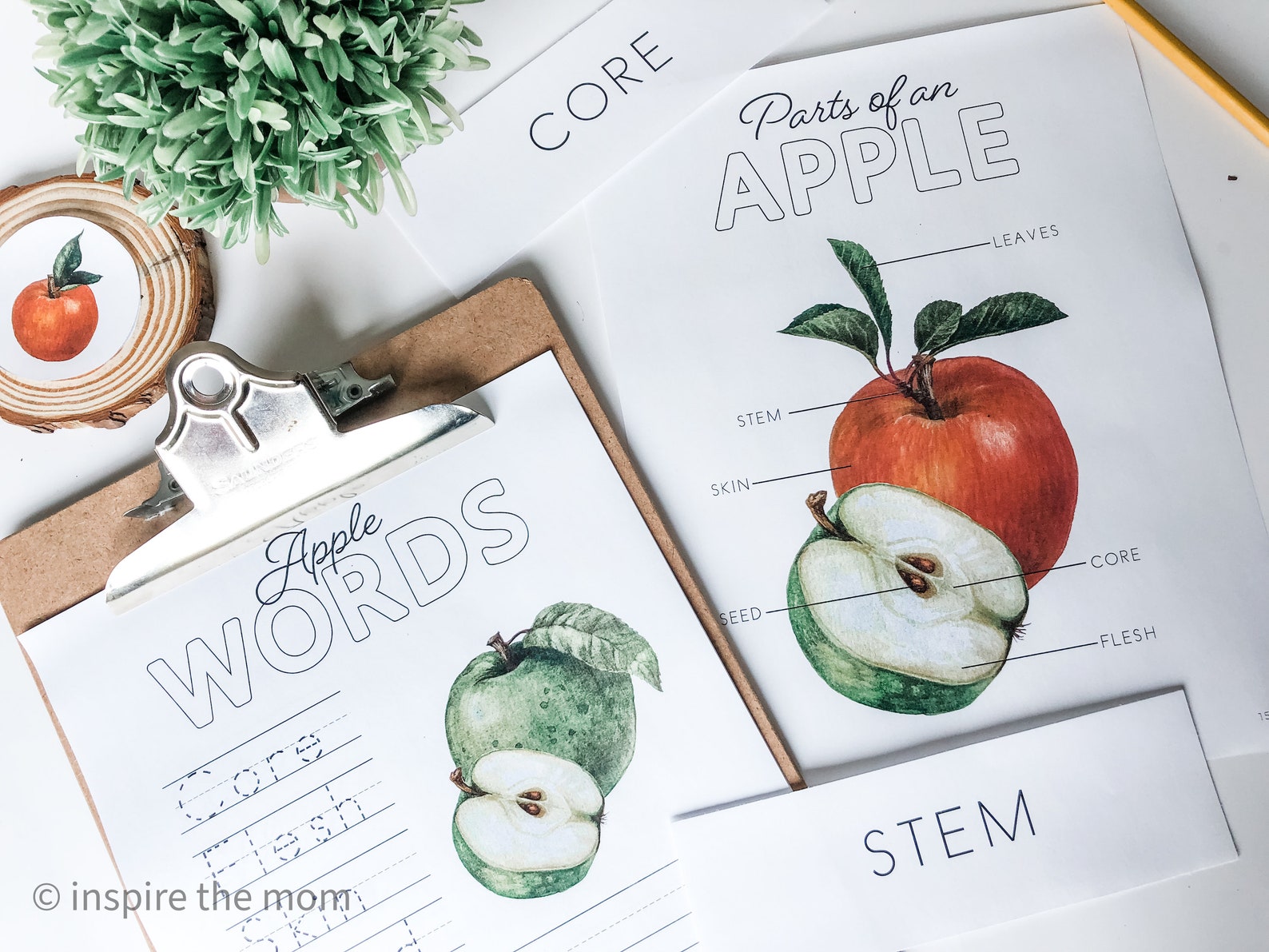 Apple Unit Study Apple Activities Prek 2nd Grade Fall - Etsy