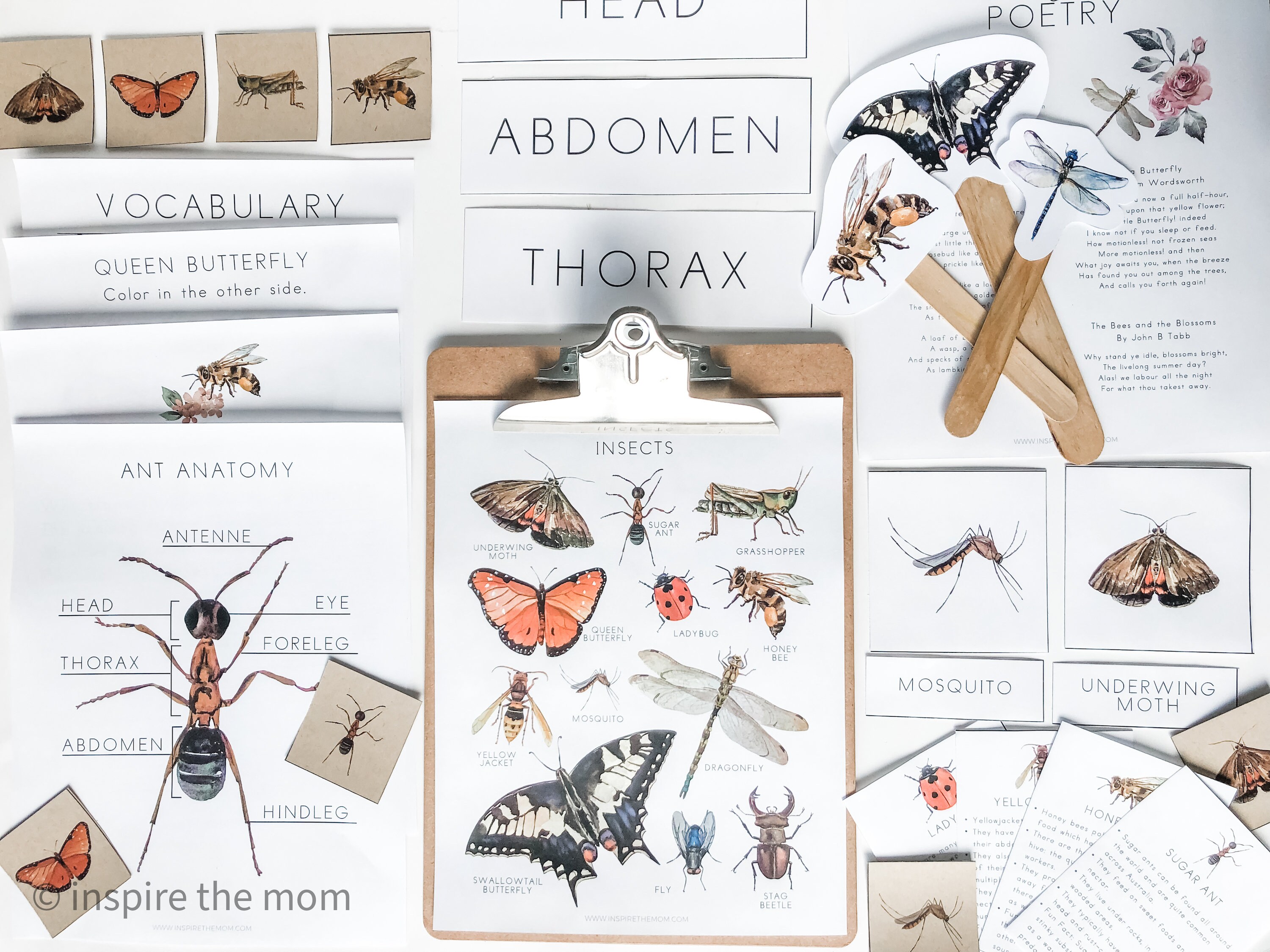 Interesting Insects Unit BUNDLE Nature Study Math Language - Etsy