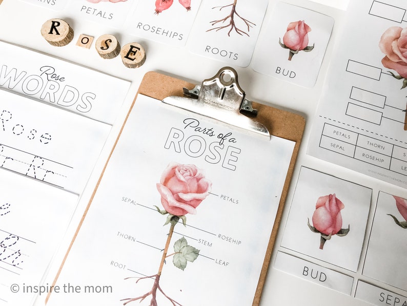 Parts of a Rose Pack Rose Anatomy Science Language Arts - Etsy
