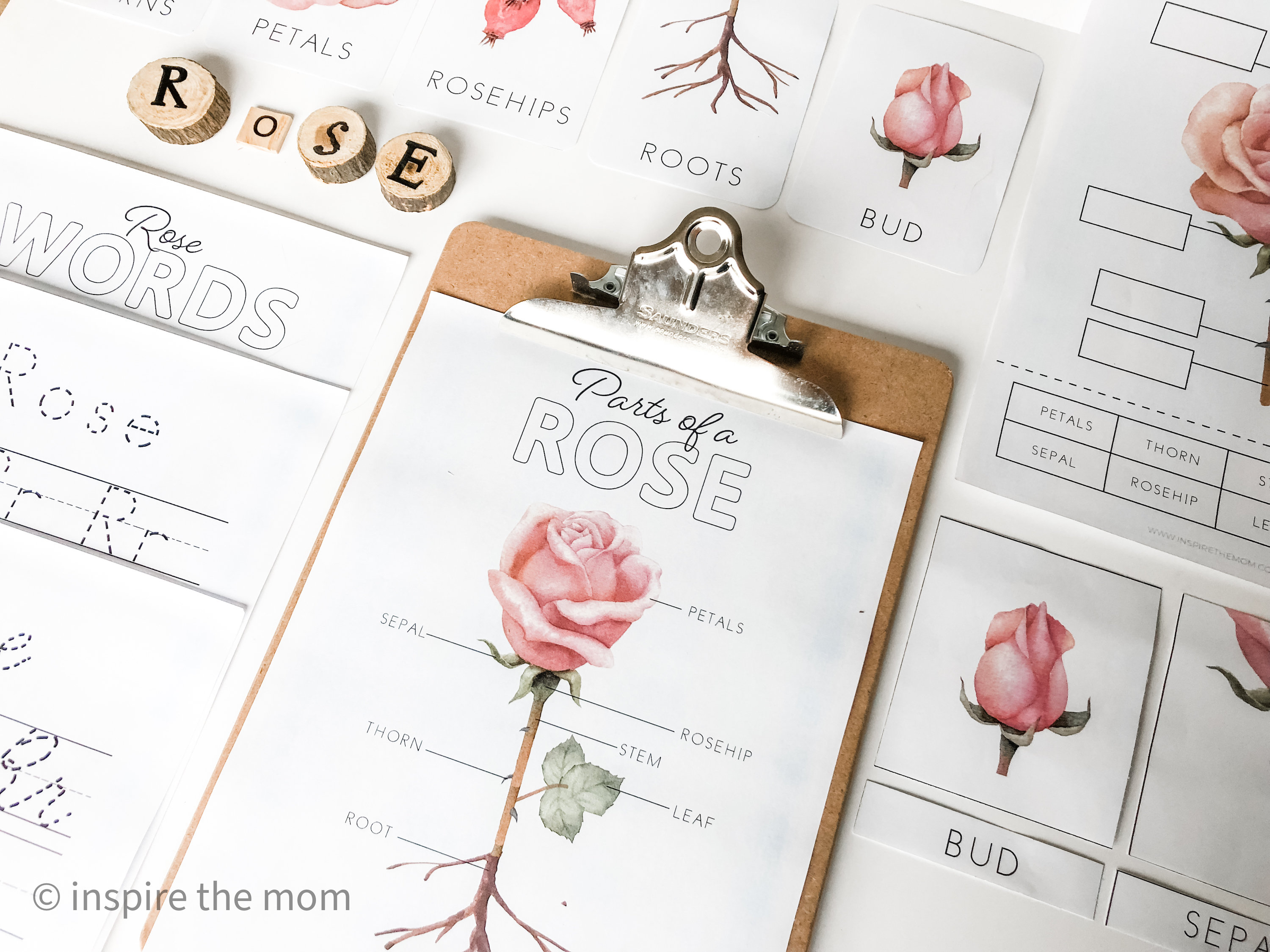 Parts of a Rose Pack Rose Anatomy Science Language Arts - Etsy