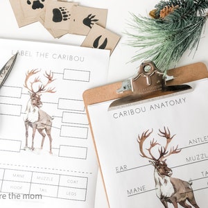 Winter Animals Unit, Nature Study, Homeschool Printable, Prek - 2nd ...
