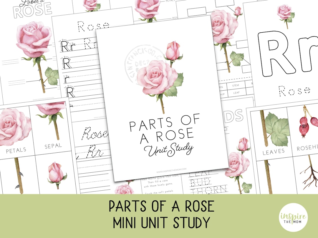 Parts of a Rose Unit Study | Printable Pack | Rose Anatomy Worksheets ...