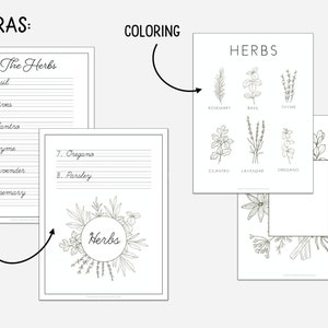 Herbs, Cursive Copywork, Herb Facts, Cursive Handwriting Practice ...