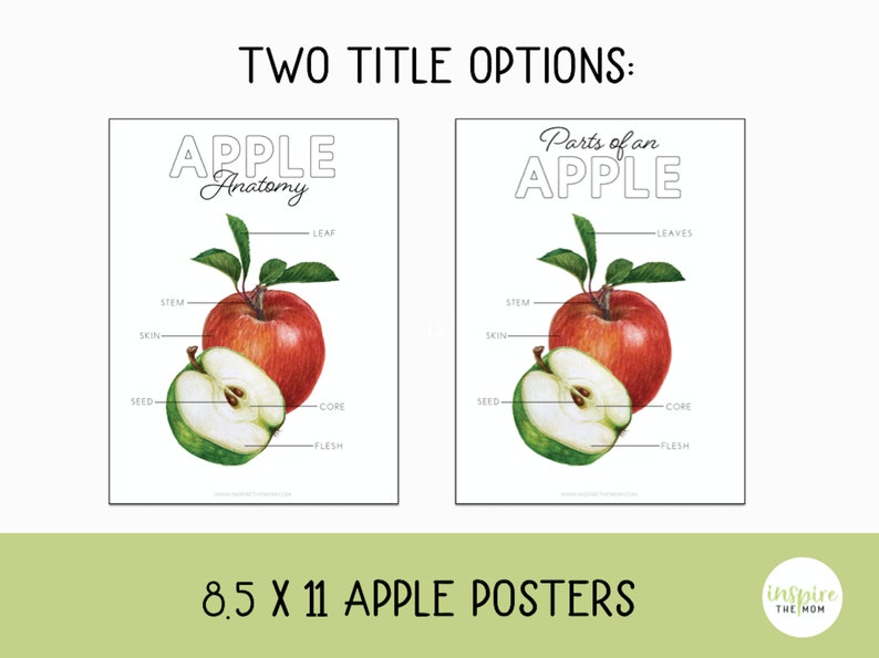 Apple Anatomy Poster, 8.5 X 11in, Parts of an Apple, Mini Poster, Apple ...