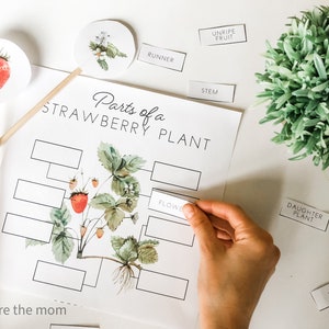 Strawberry Unit Study | Life Cycle | Poem Activities | Spring and ...