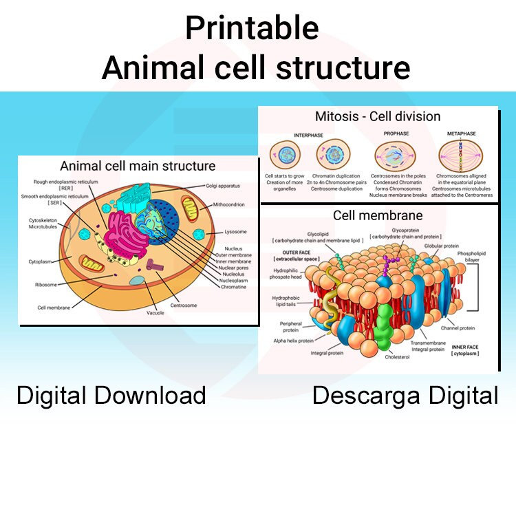 Animal Cell Membrane Structure