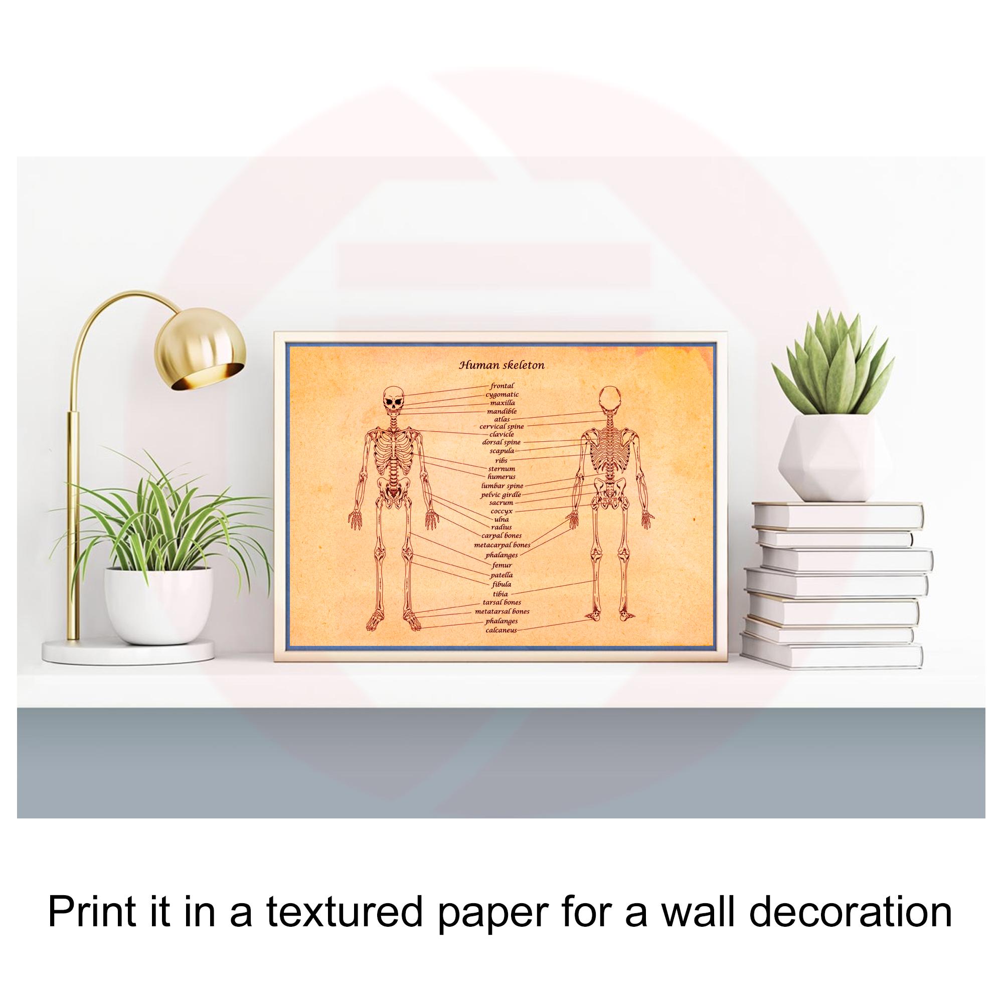 School Printable Human Anatomy Diagram Print Skeleton & Muscles Study ...