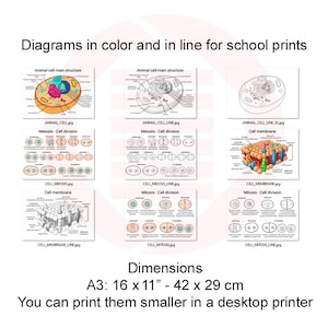 Printable Biology Animal Cell Structure Cell Diagram Cytology Science ...