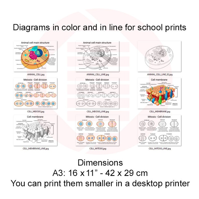 Printable Human Cell Structure Biology Cytology Diagram School ...
