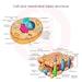Printable Biology Animal Cell Structure Cell Diagram Cytology Science ...