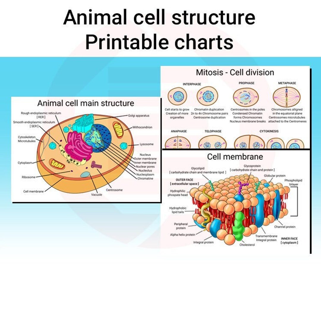 Printable Biology Animal Cell Structure Cell Diagram Cytology Science ... Printable Biology Animal Cell Structure Cell Diagram Cytology Science ...