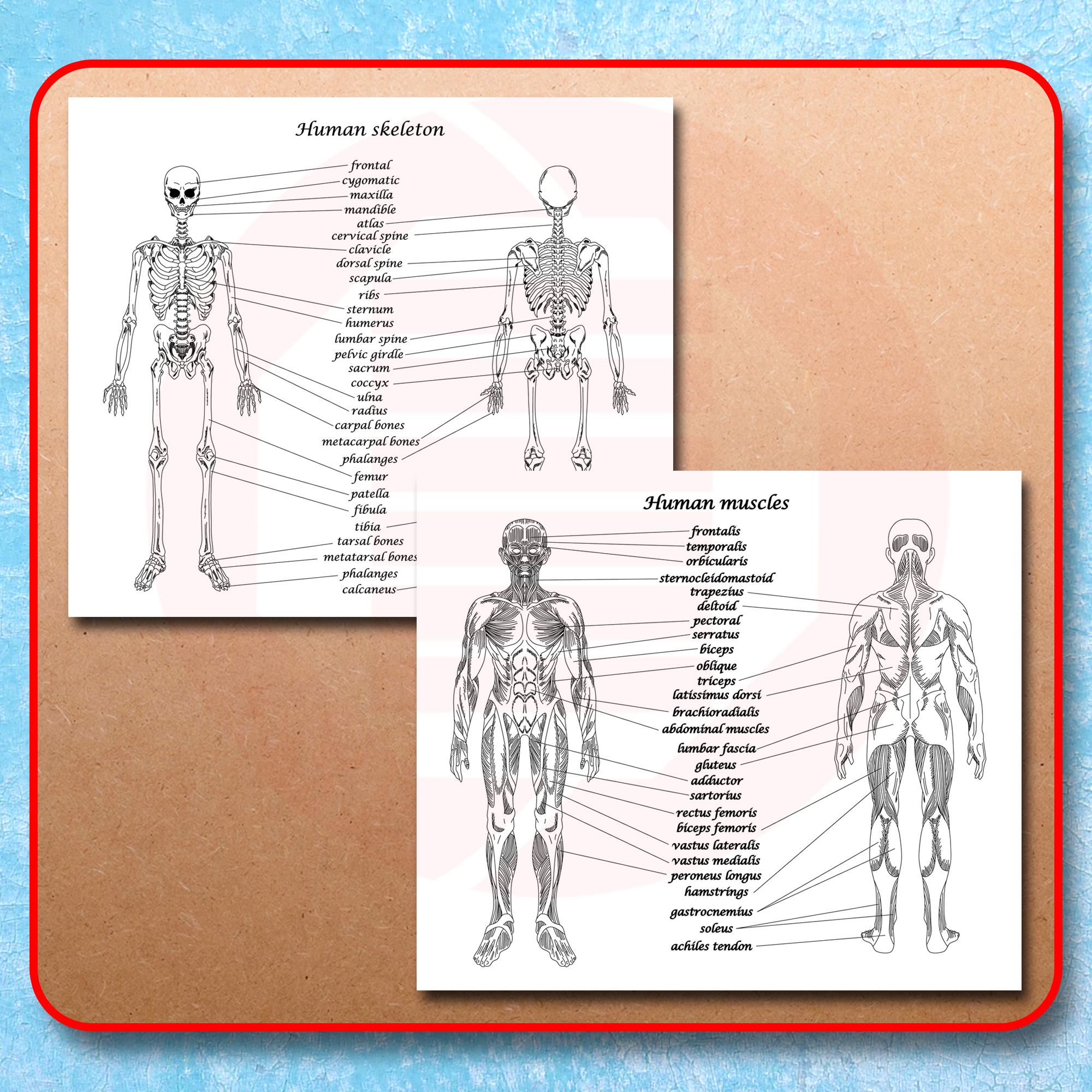 School Printable Human Anatomy Diagram Print Skeleton & Muscles Study ...