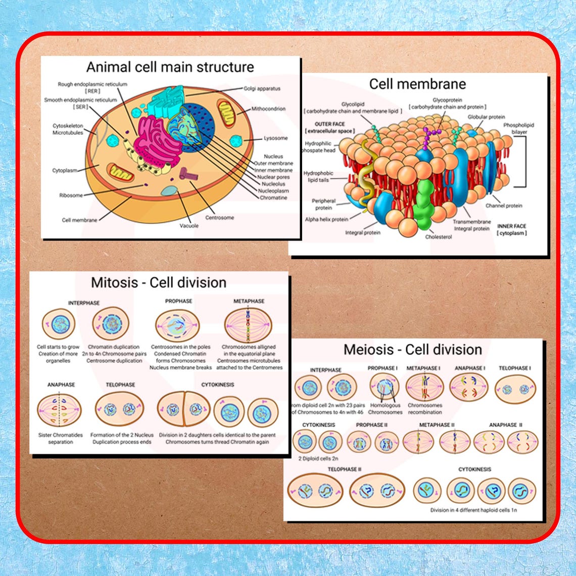 Printable Human Cell Structure Biology Cytology Diagram School ...