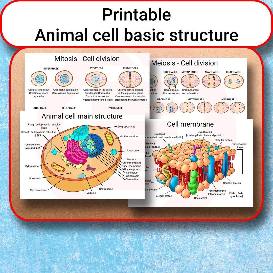 Printable Biology Animal Cell Structure Cell Diagram Cytology Science ... Printable Biology Animal Cell Structure Cell Diagram Cytology Science ...