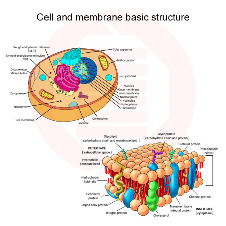 Printable Biology Animal Cell Structure Diagram Membrane - Etsy