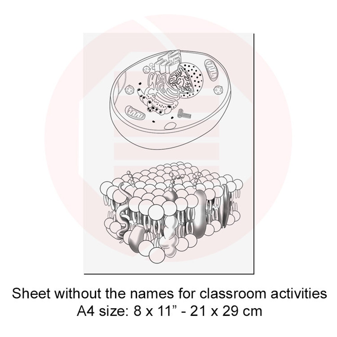 Printable Human Cell Structure Biology Cytology Diagram School ...