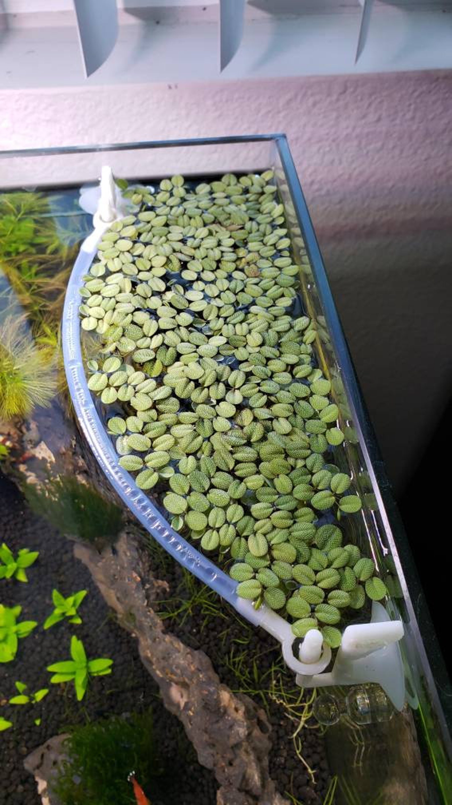 The ORIGINAL Aquarium Floating Plant Corral 3D Printed ABS - Etsy