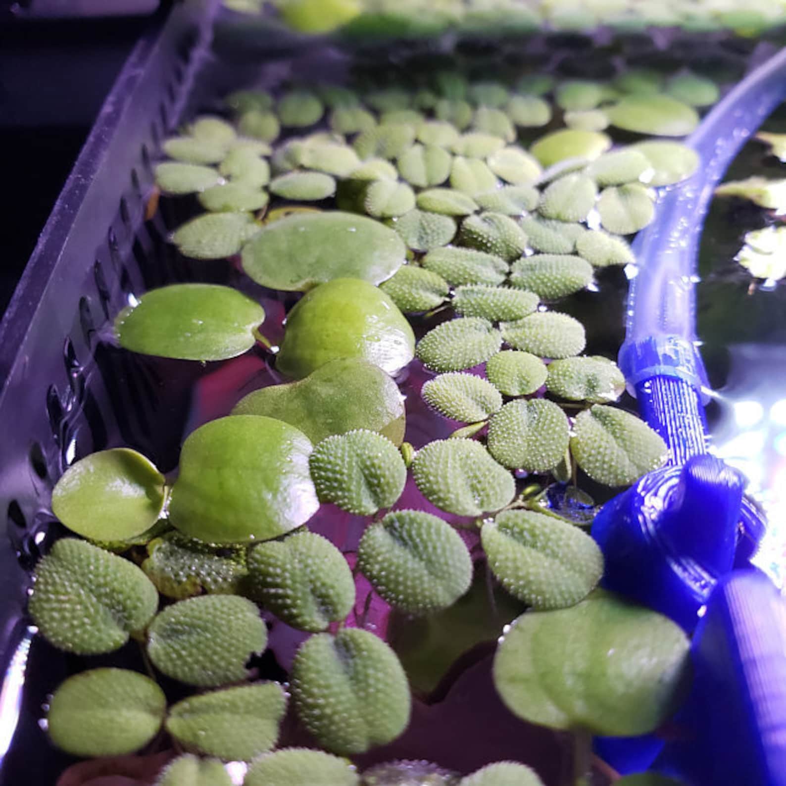 The ORIGINAL Aquarium Floating Plant Corral 3D Printed ABS | Etsy