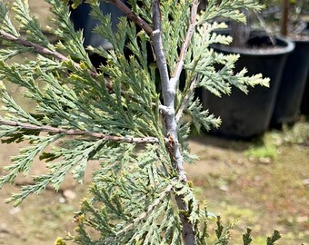 Incense Cedar Live Tree Seedling - Western Native Evergreen Great for ...