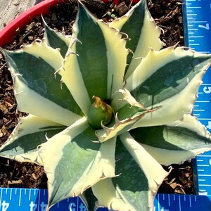 Snaggletooth Agave - Etsy Snaggletooth Agave - Etsy