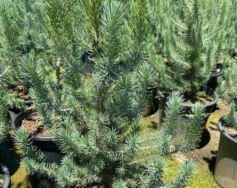 Italian Stone Pine Pinus Pinea Pine Nut 10 Seeds - Etsy