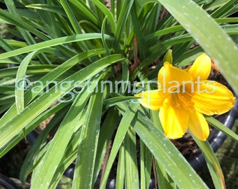 Flower Photography Lily Photograph Fine Art Photography | Etsy