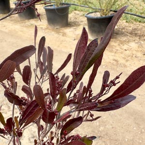 Purple Hopseed Bush - Dodonaea Viscosa Purpurea - Etsy