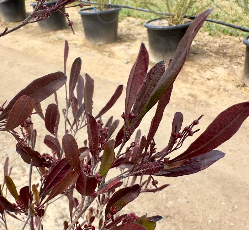Purple Hopseed Bush - Dodonaea Viscosa Purpurea - Etsy
