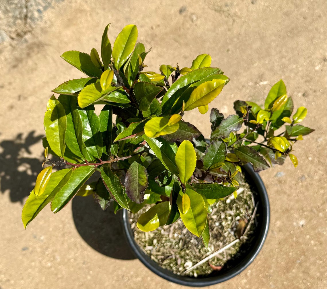 Shiny Xylosma - Xylosma Congesta - Etsy