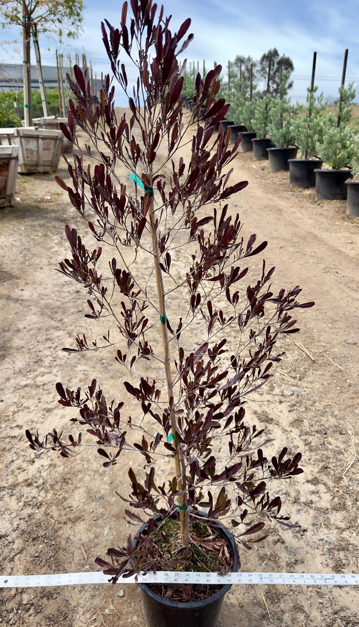 Purple Hopseed Bush - Dodonaea Viscosa Purpurea - Etsy