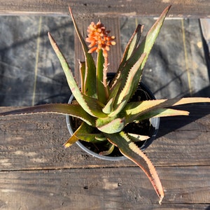 Little Red Riding Hood Aloe - Aloe Rooikappie - Etsy