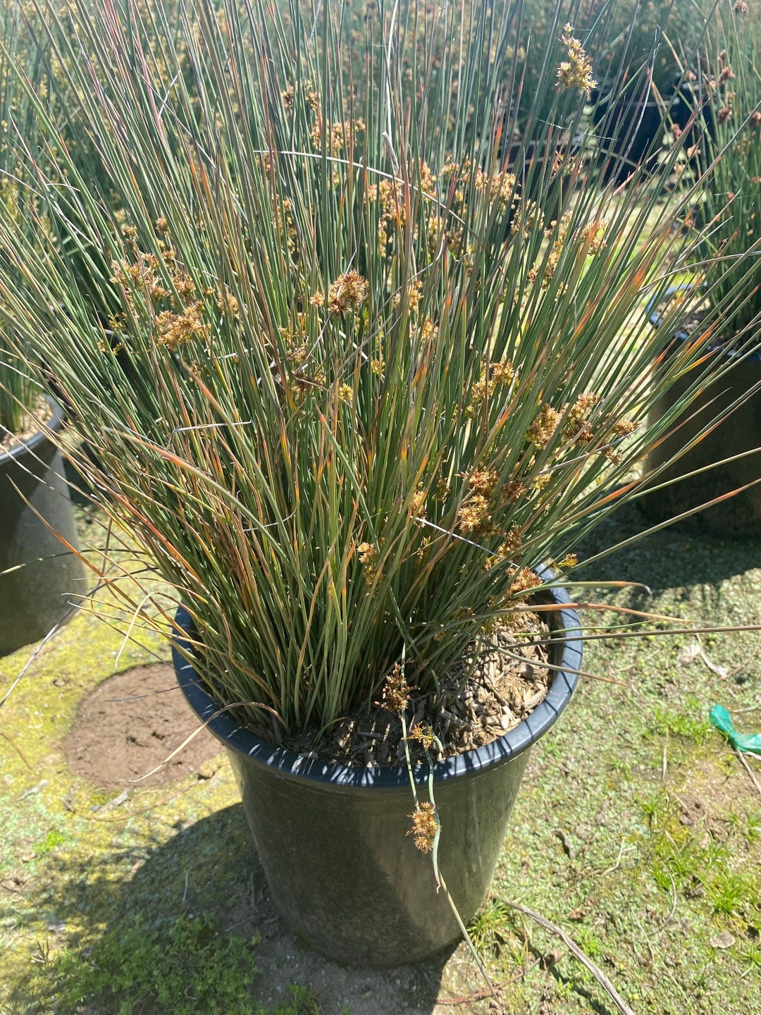 California Gray Rush Juncus Patens - Etsy
