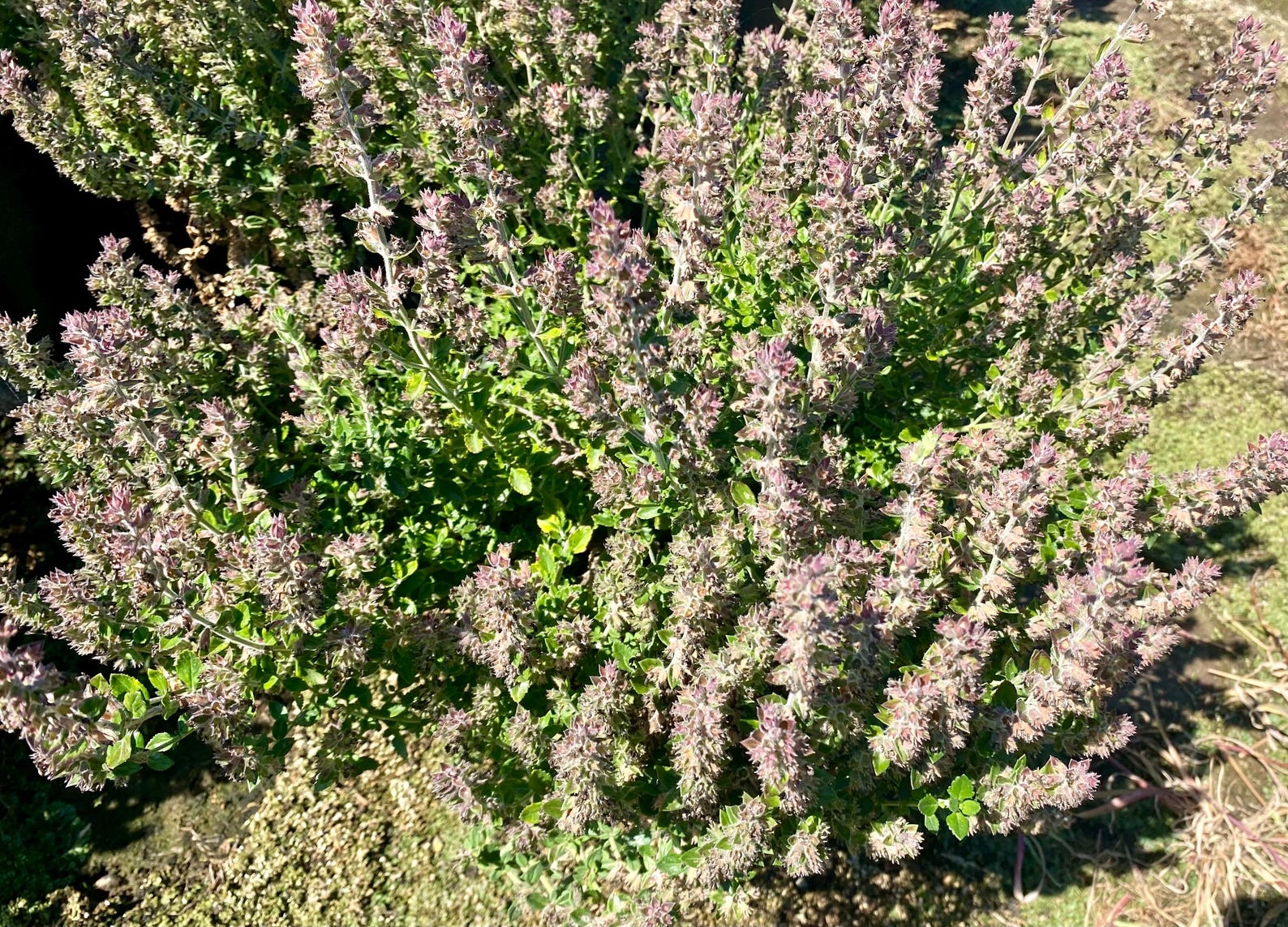 Wall Germander Teucrium Chamaedrys - Etsy
