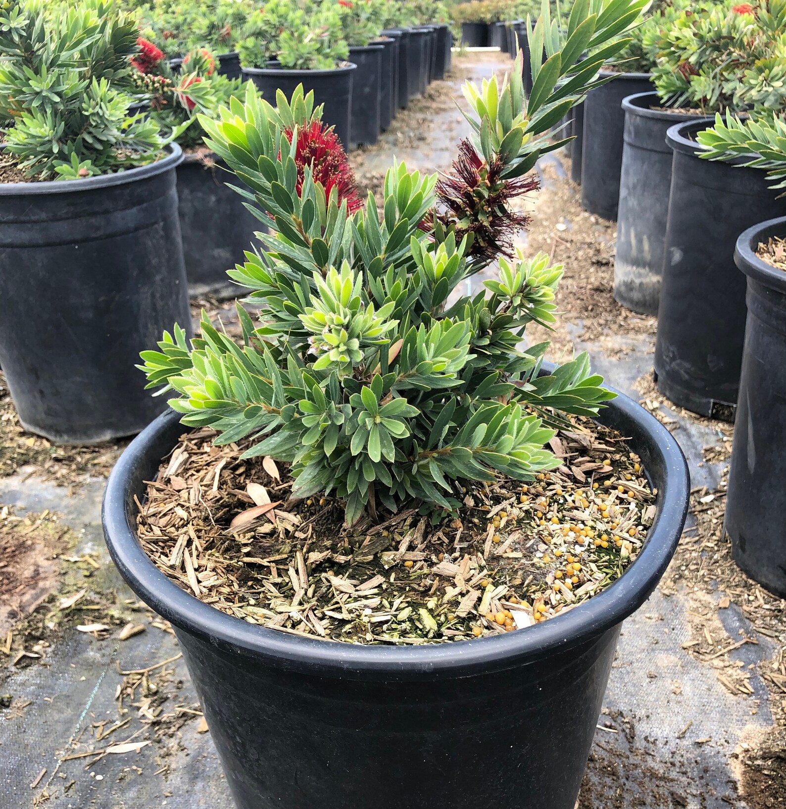 Dwarf Bottle Brush Little John Callistemon TR | Etsy