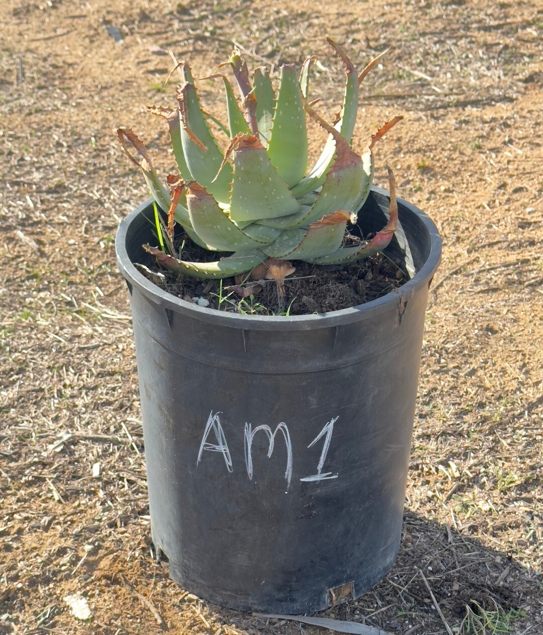 Aloe Microstigma (AM1) - Cape Speckled Aloe - Etsy