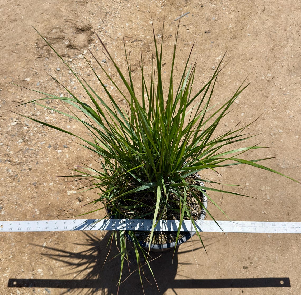 Lomandra Longifolia 'breeze' - Dwarf Mat Rush - Etsy
