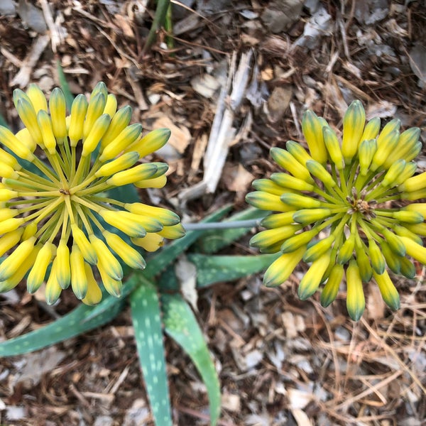 Torch Aloe - Etsy