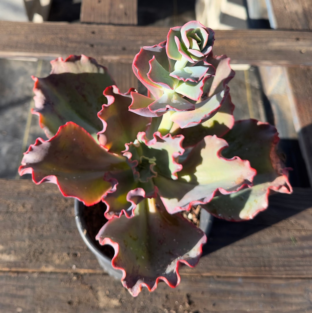 Echeveria Ruffles - Etsy