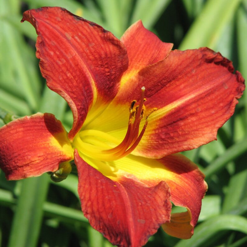 Dwarf Daylily Red Hemerocallis hybrid TR | Etsy