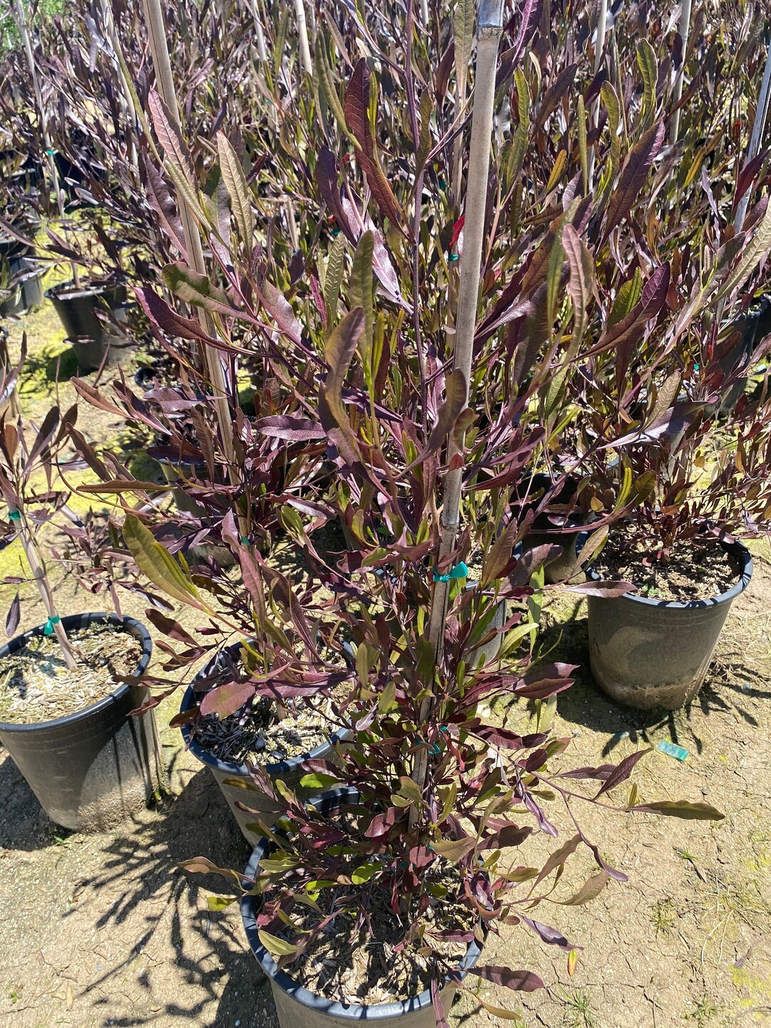 Purple Hopseed Bush - Dodonaea Viscosa Purpurea - Etsy