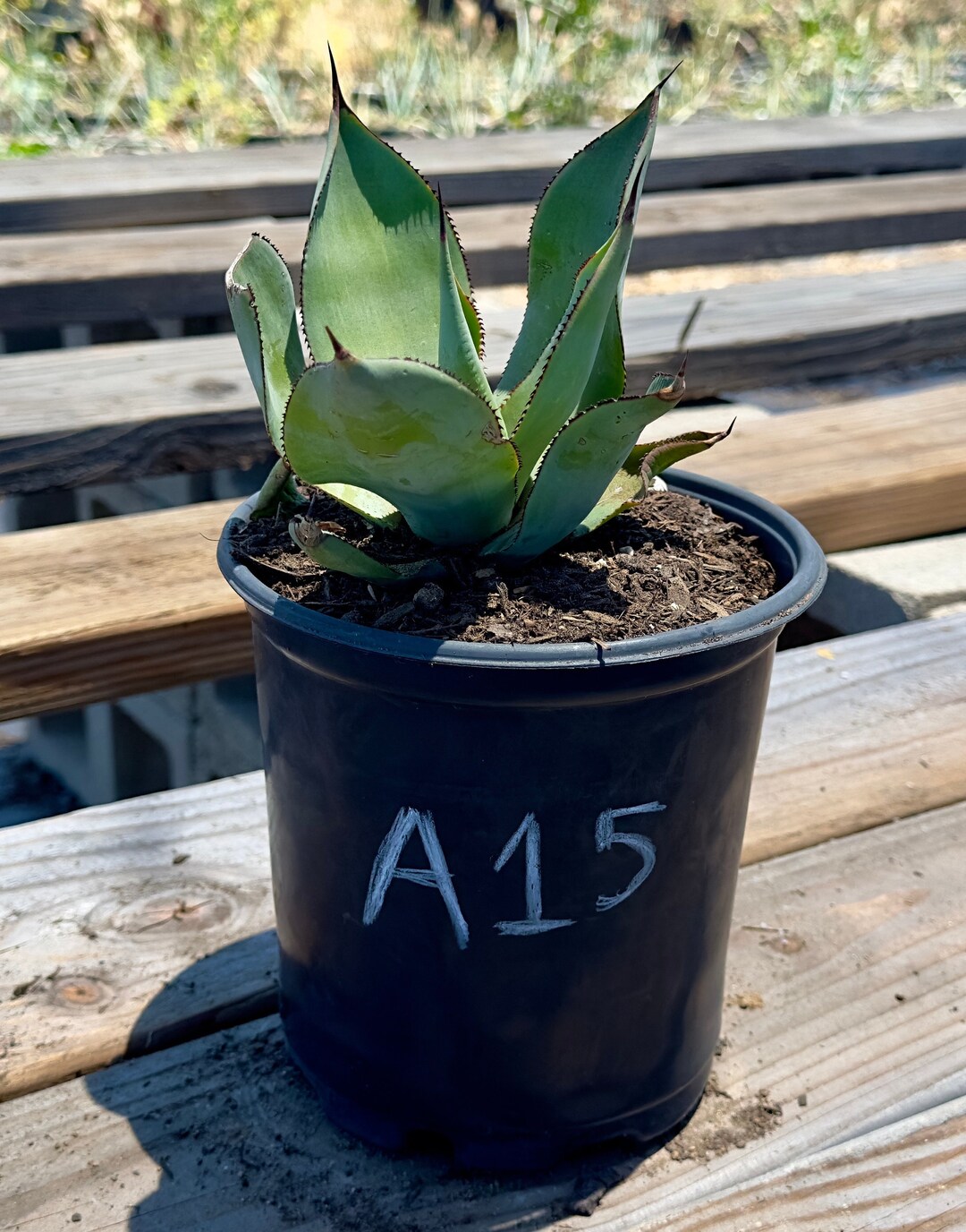 Agave Celsii Nova - A15 - Etsy