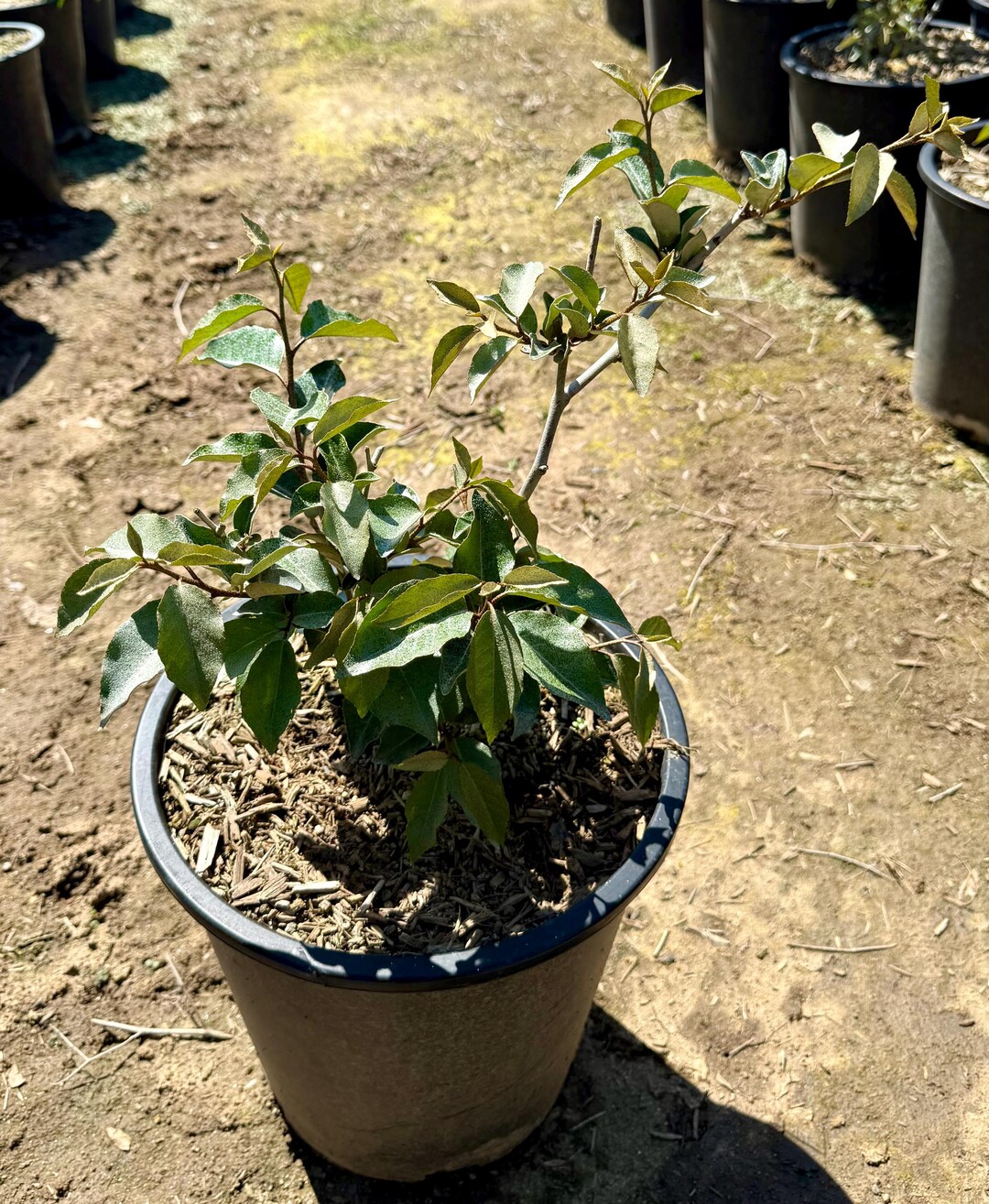 Elaeagnus Pungens ‘fruitlandii’ Fruitland Silverberry - Etsy