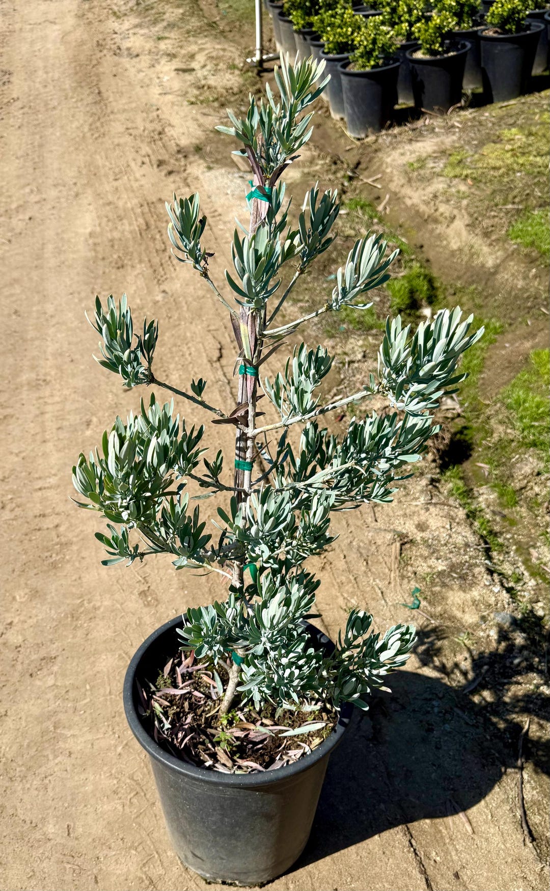 Podocarpus 'icee Blue' - Podocarpus Elongatus - Etsy