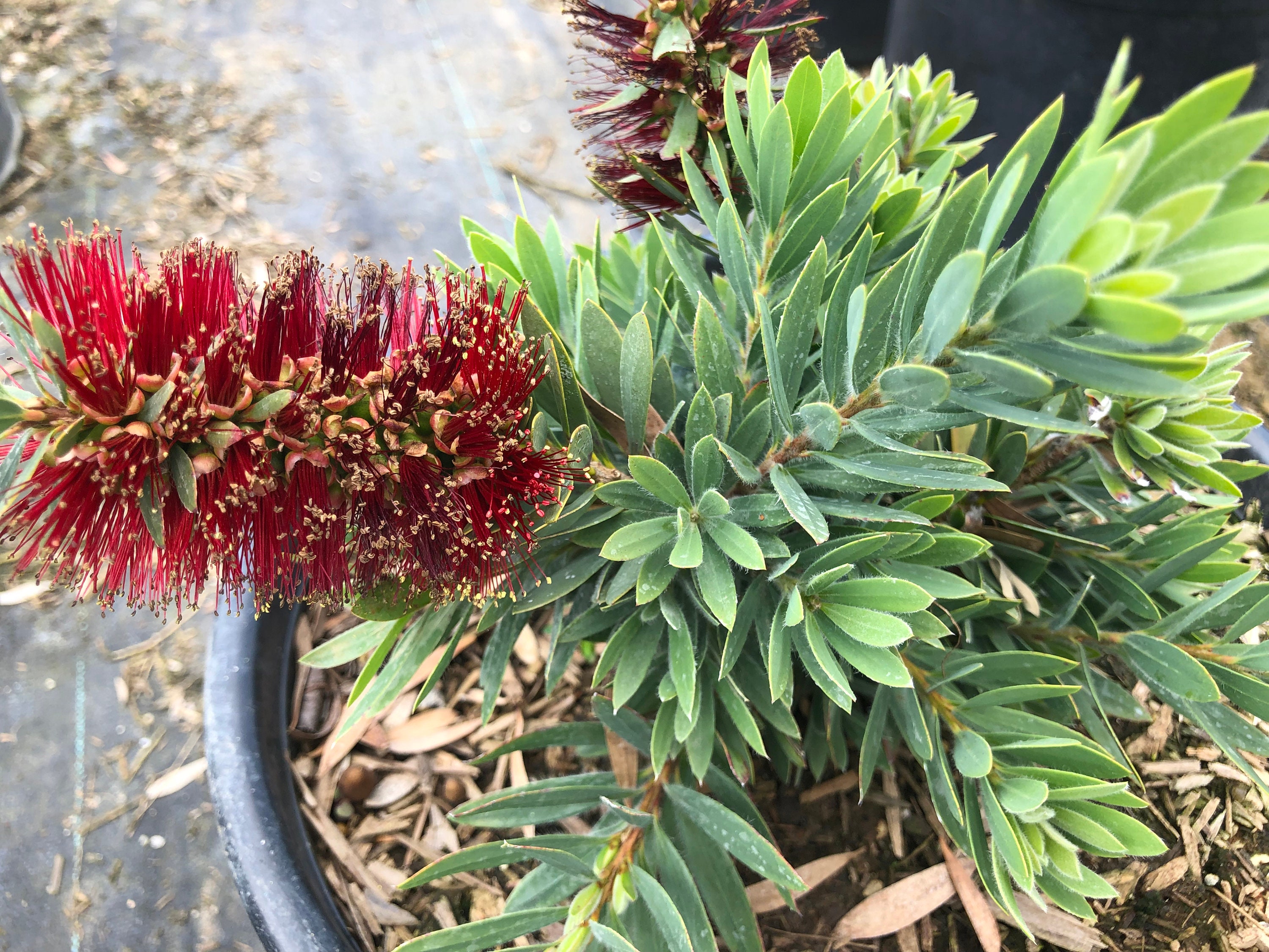 Dwarf Bottle Brush Little John Callistemon - Etsy