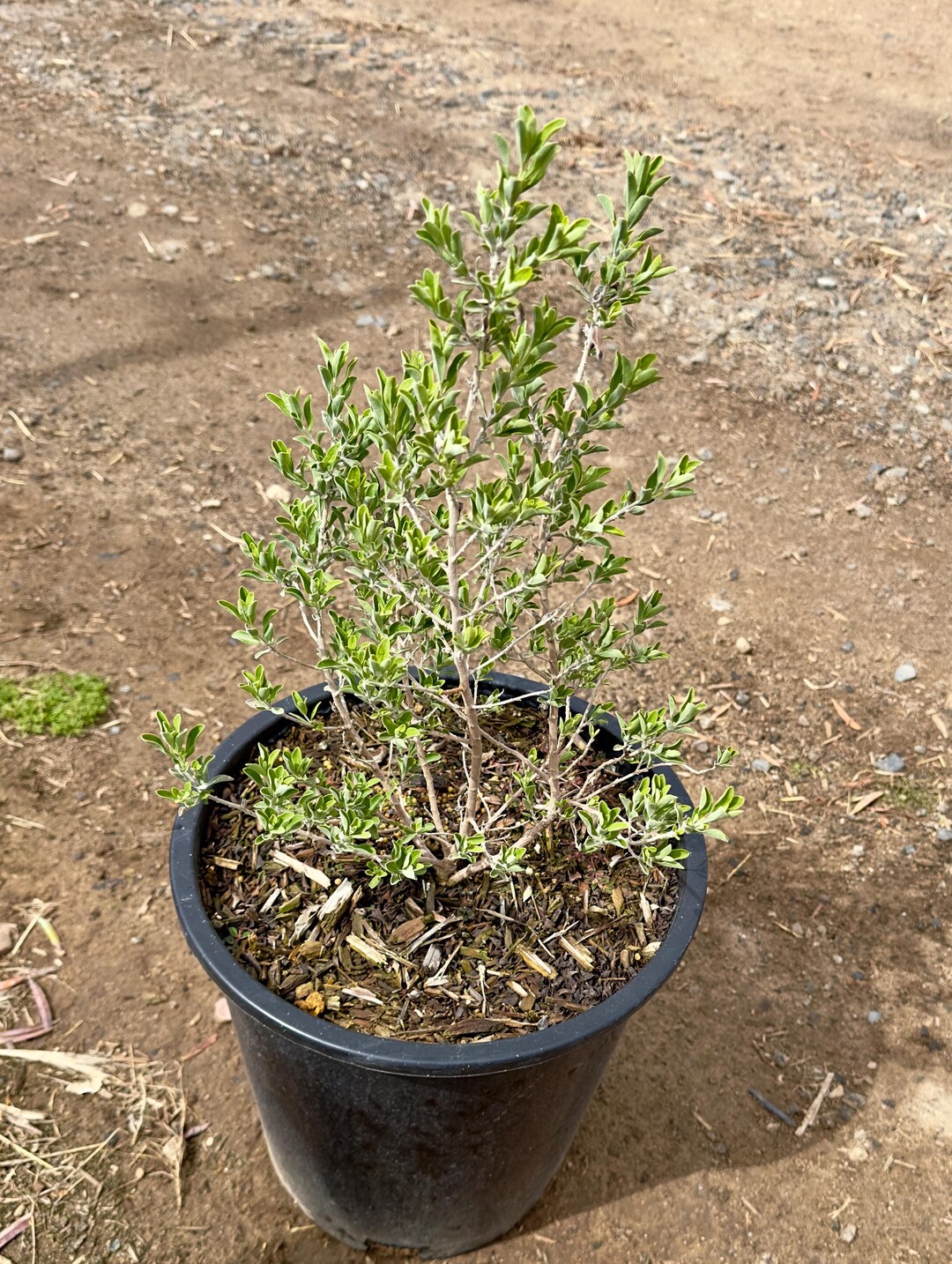 Texas Ranger Green - Leucophyllum Frutescens 'green Cloud' - Etsy
