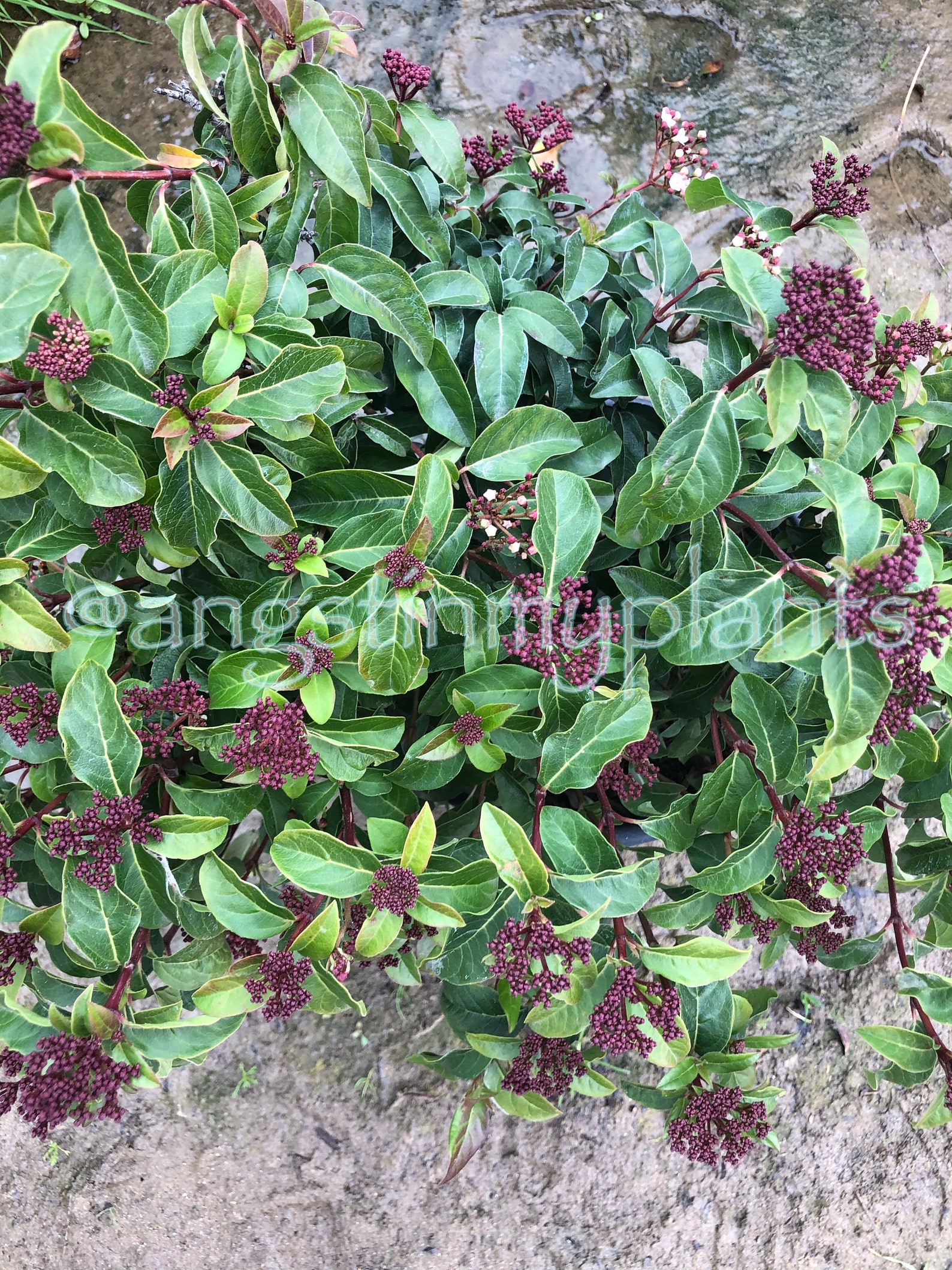 Laurustinus Spring Bouquet Viburnum Tinus Compactum TR | Etsy