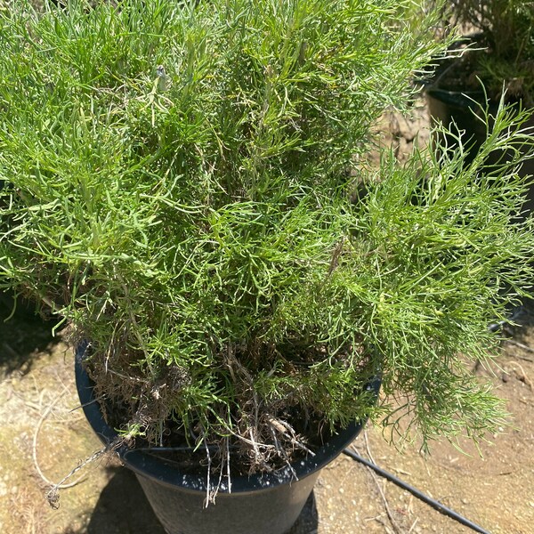 Sagebrush Craft - Etsy