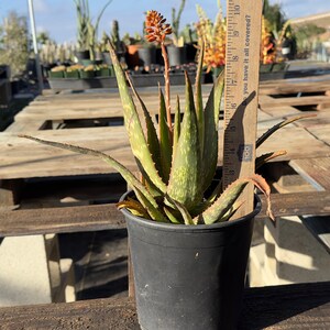 Little Red Riding Hood Aloe - Aloe Rooikappie - Etsy